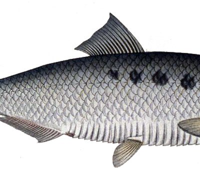 Alosa alosa – Museu Virtual Biodiversidade