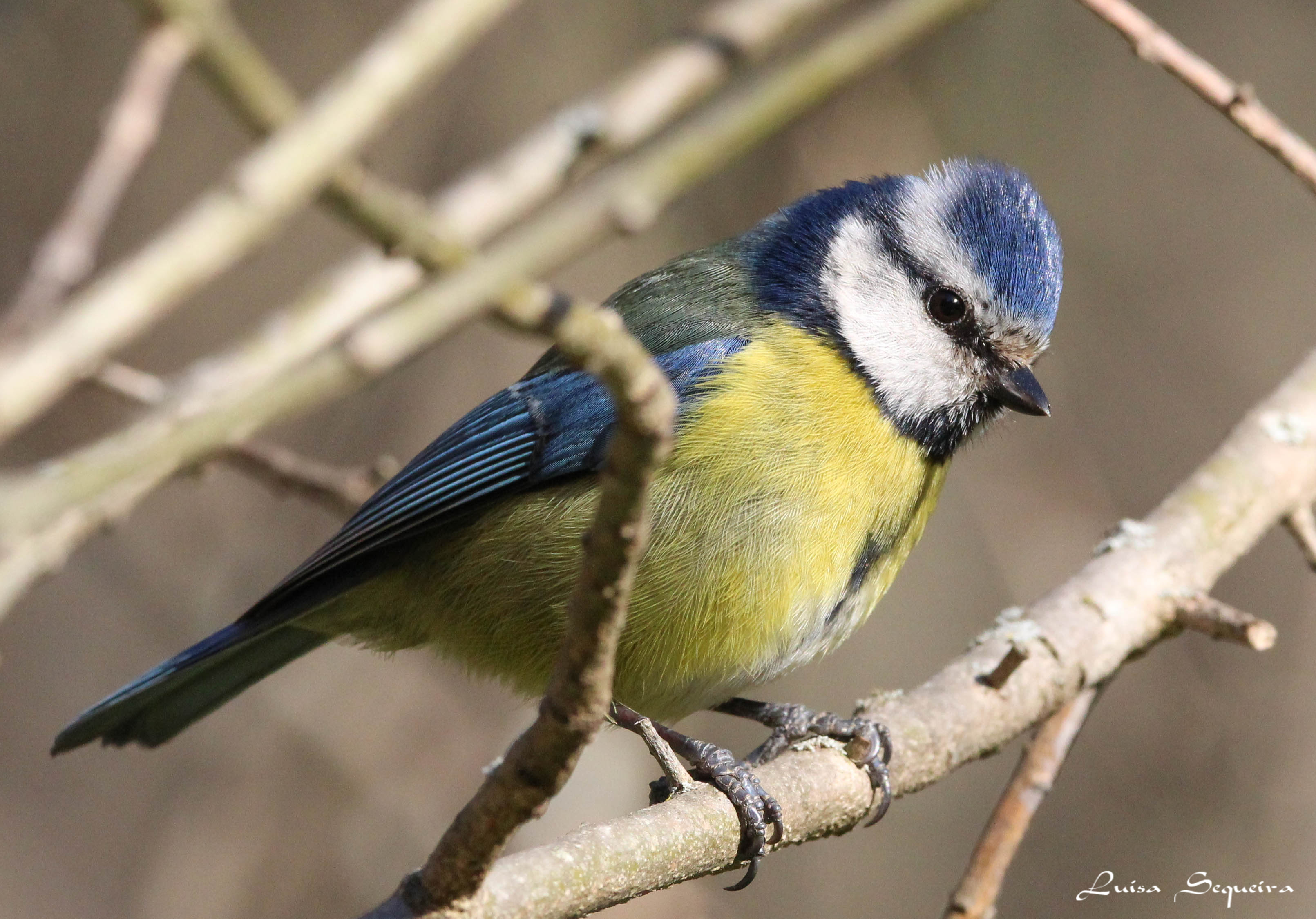 Cyanistes caeruleus - Museu Virtual Biodiversidade