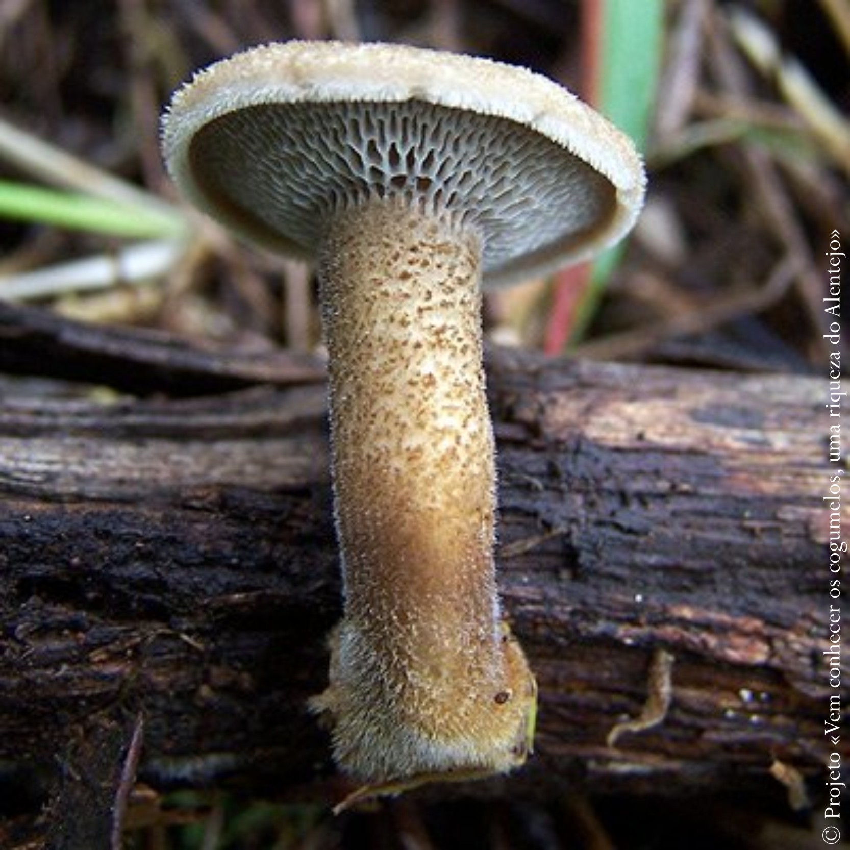 Polyporus arcularius - Museu Virtual Biodiversidade