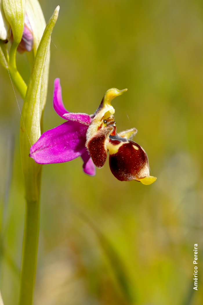Ophrys scolopax - Museu Virtual Biodiversidade