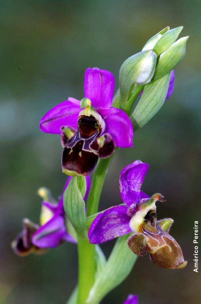 Ophrys scolopax - Museu Virtual Biodiversidade