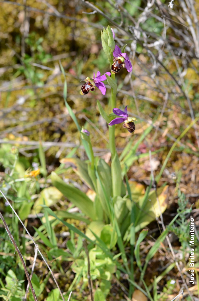 Ophrys scolopax - Museu Virtual Biodiversidade