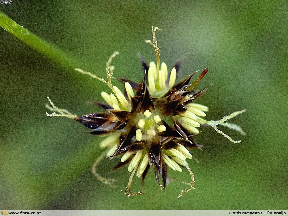 Luzula campestris - Museu Virtual Biodiversidade