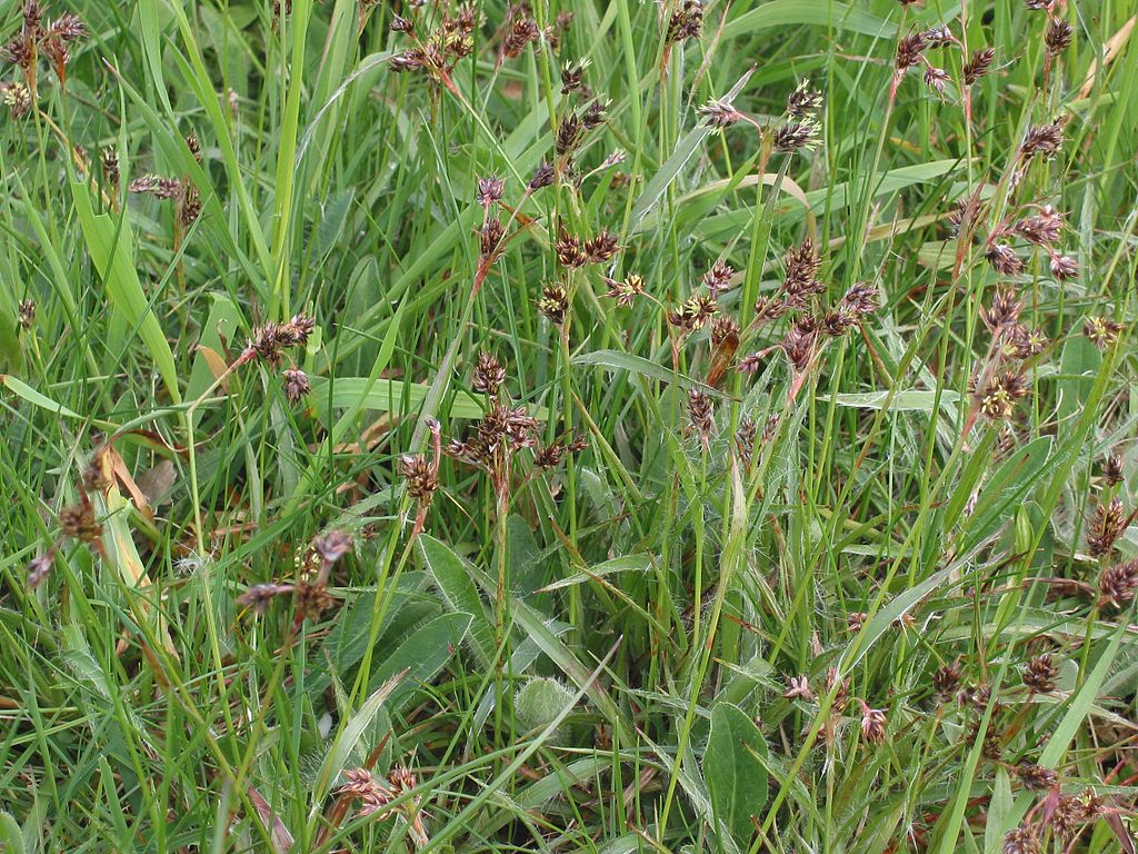 Luzula campestris - Museu Virtual Biodiversidade