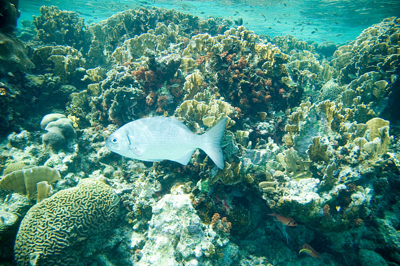 Kyphosus sectatrix - Museu Virtual Biodiversidade