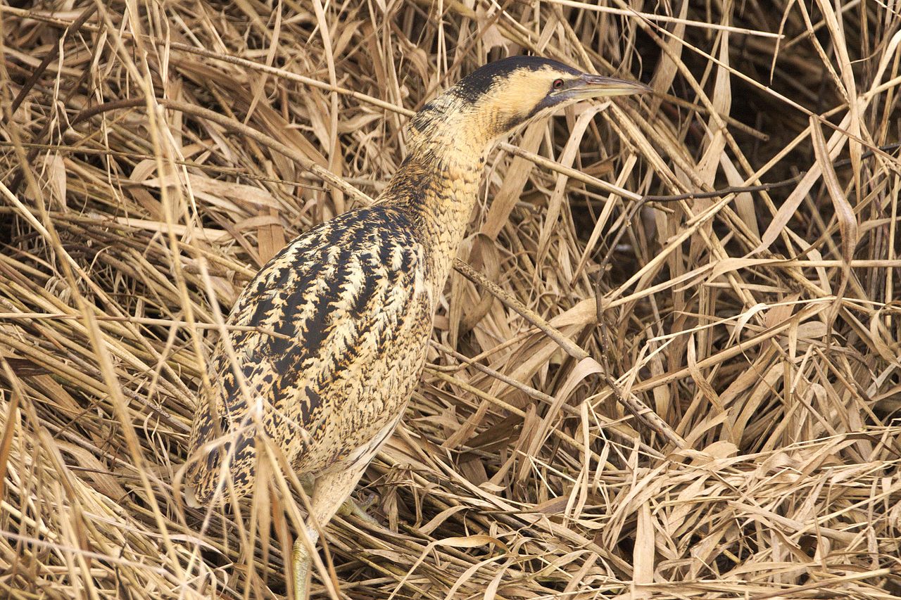 Botaurus stellaris - Museu Virtual Biodiversidade