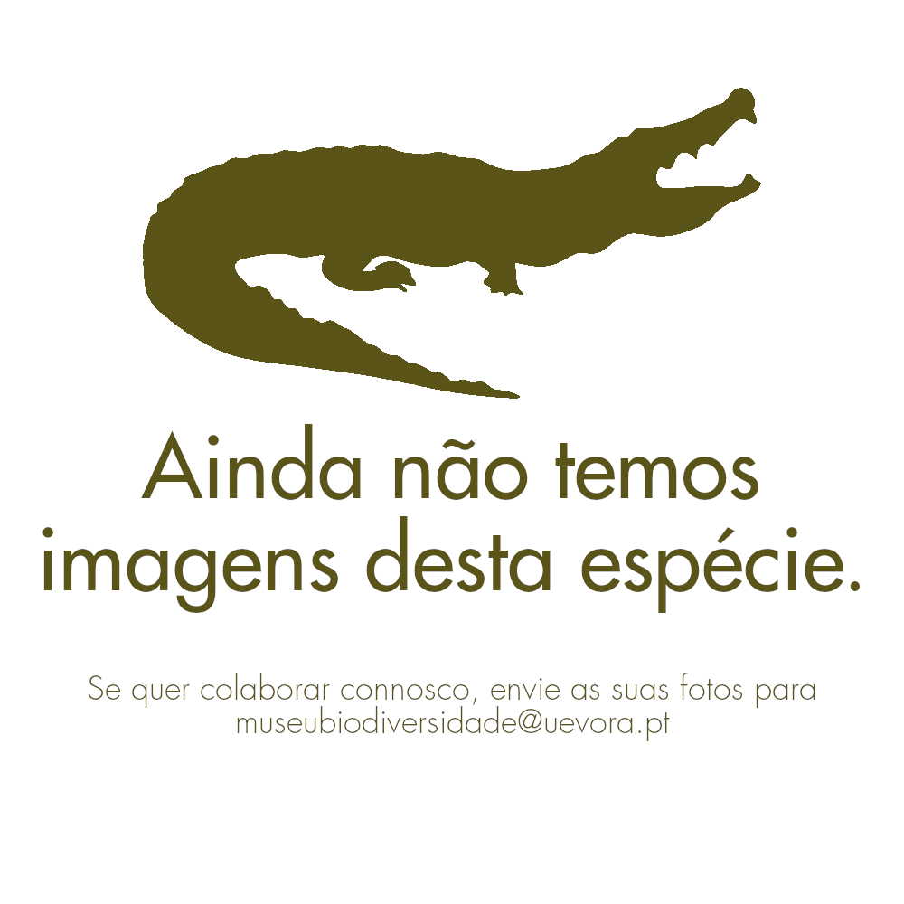 Iberosuchus macrodon - Museu Virtual Biodiversidade