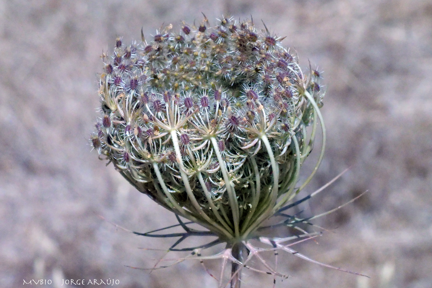 Daucus carota - Museu Virtual Biodiversidade