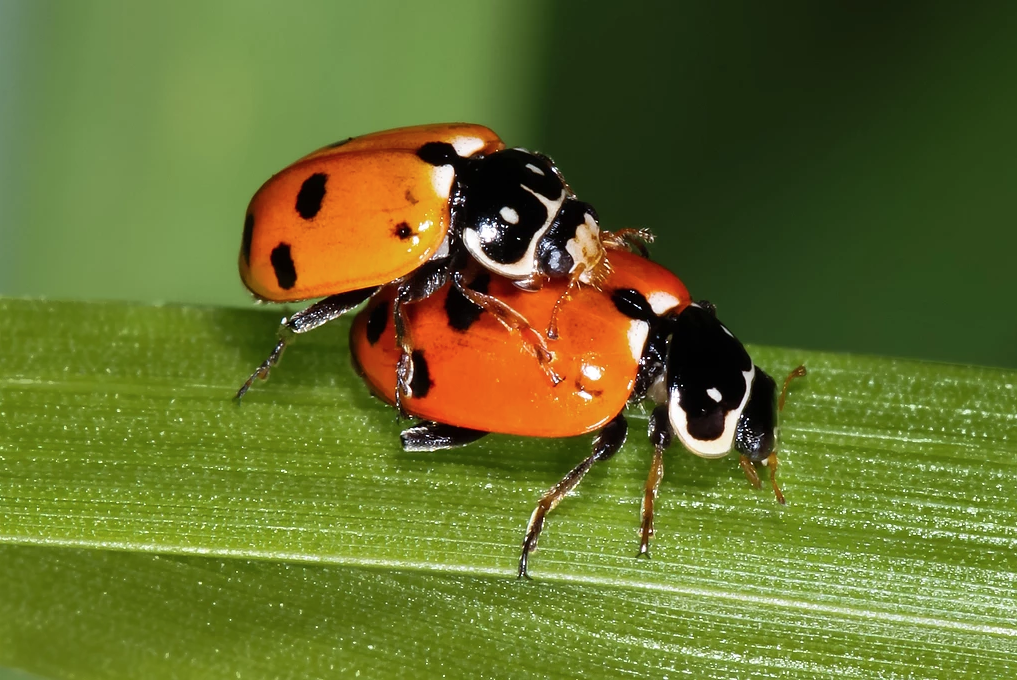 Hippodamia variegata - Museu Virtual Biodiversidade