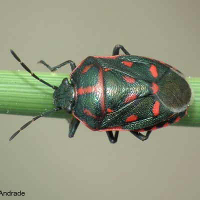 Eurydema herbacea - Museu Virtual Biodiversidade
