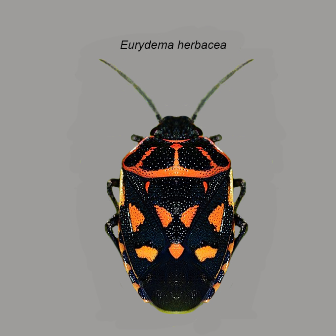 Eurydema herbacea - Museu Virtual Biodiversidade