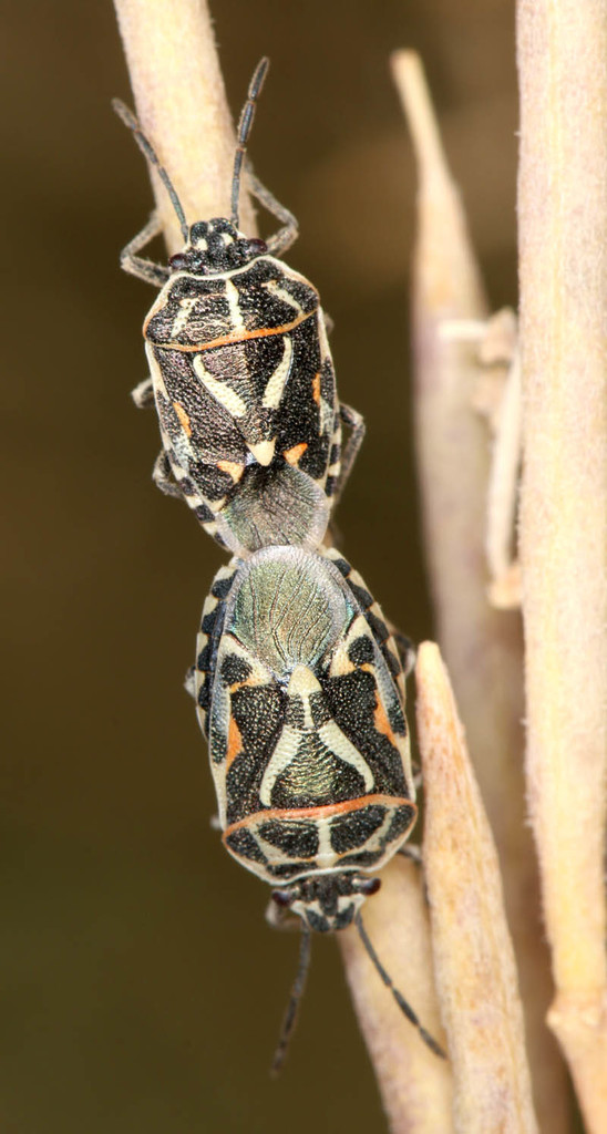 Eurydema lundbladi - Museu Virtual Biodiversidade