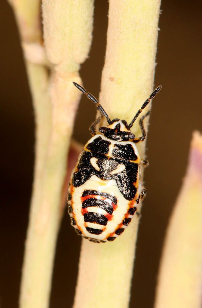 Eurydema lundbladi - Museu Virtual Biodiversidade