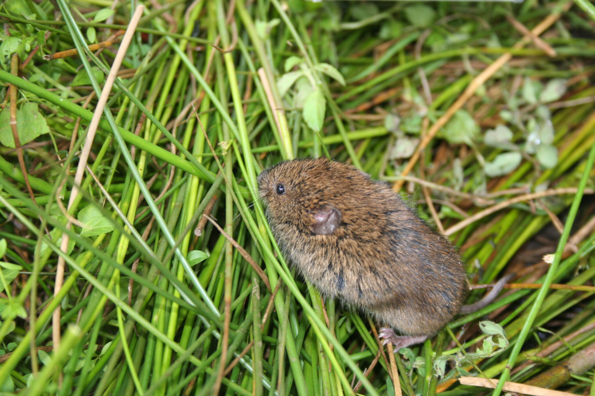 Microtus rozianus - Museu Virtual Biodiversidade