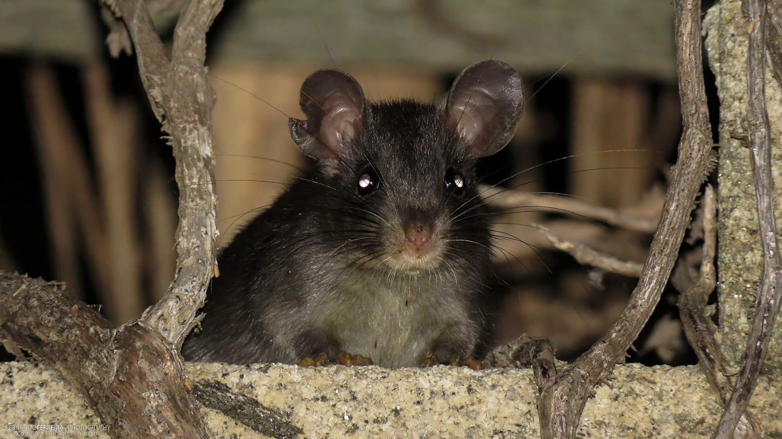 Rattus rattus - Museu Virtual Biodiversidade