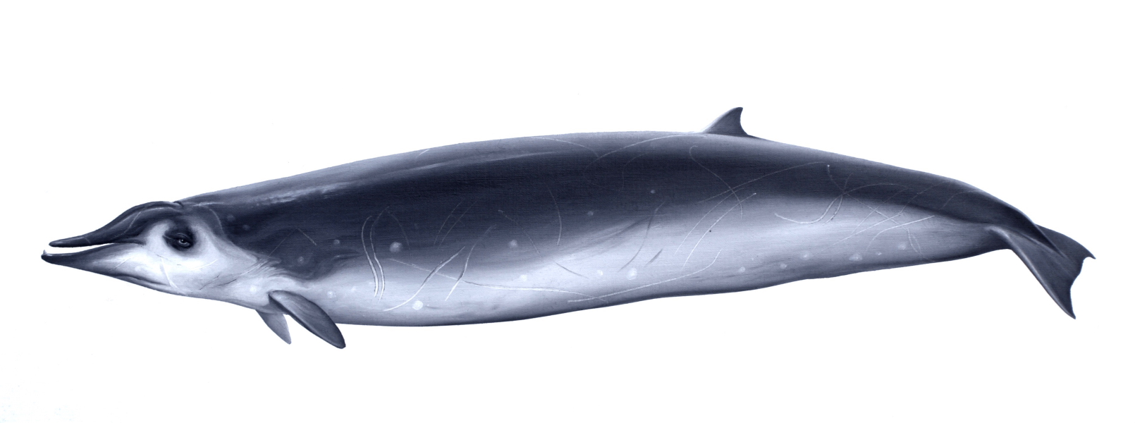 Mesoplodon mirus - Museu Virtual Biodiversidade