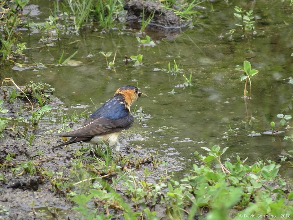 Cecropis daurica - Museu Virtual Biodiversidade